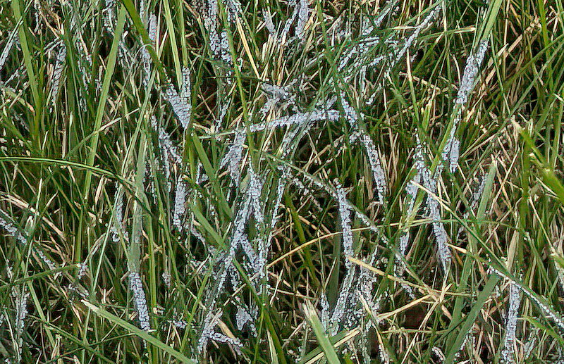 Slime mold on turf grass, Physarum cinereum - www.photomacrography.net